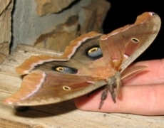 University of Kentucky - Department of Entomology