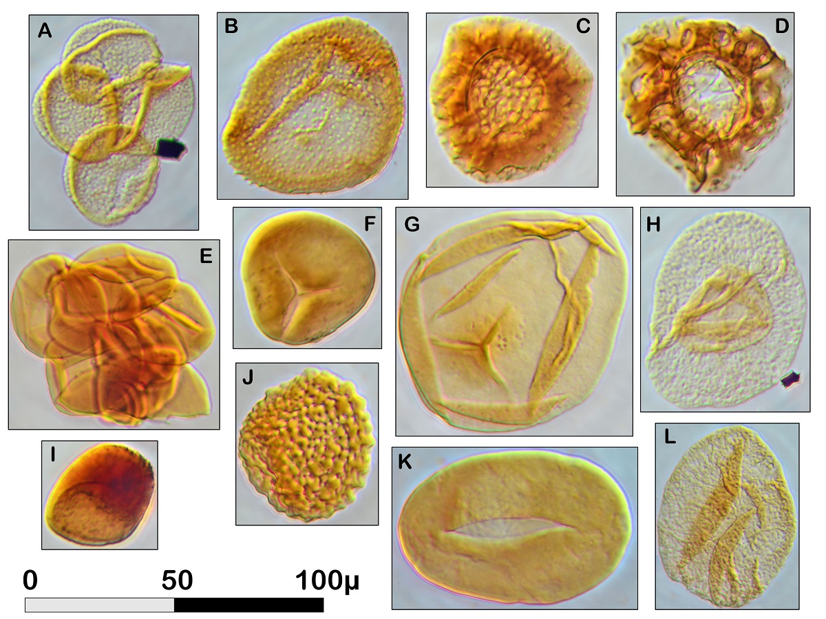 Palynology, Coal Analysis, Kentucky Geological Survey, University of ...