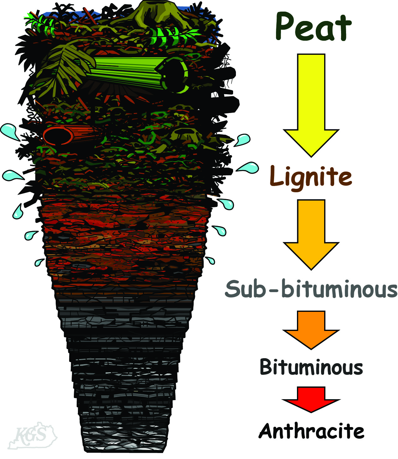 Coal Formation Diagram For Kids Coal Formation Diagram For Kids