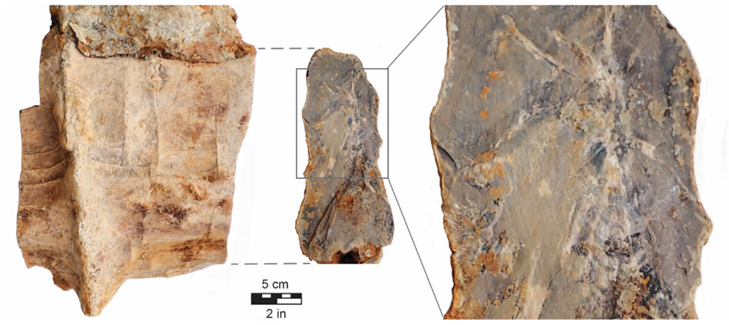 Fossil of the month: Callixylon