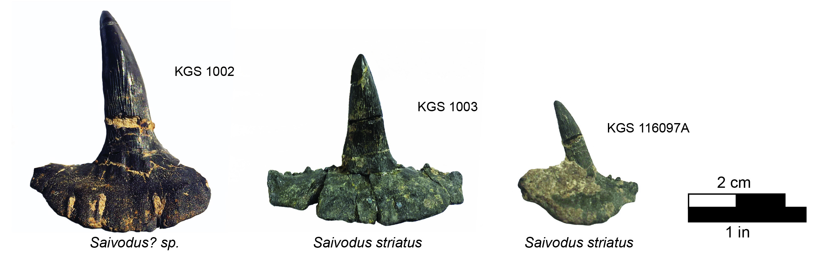 Fossil of the month: Saivodus sp.