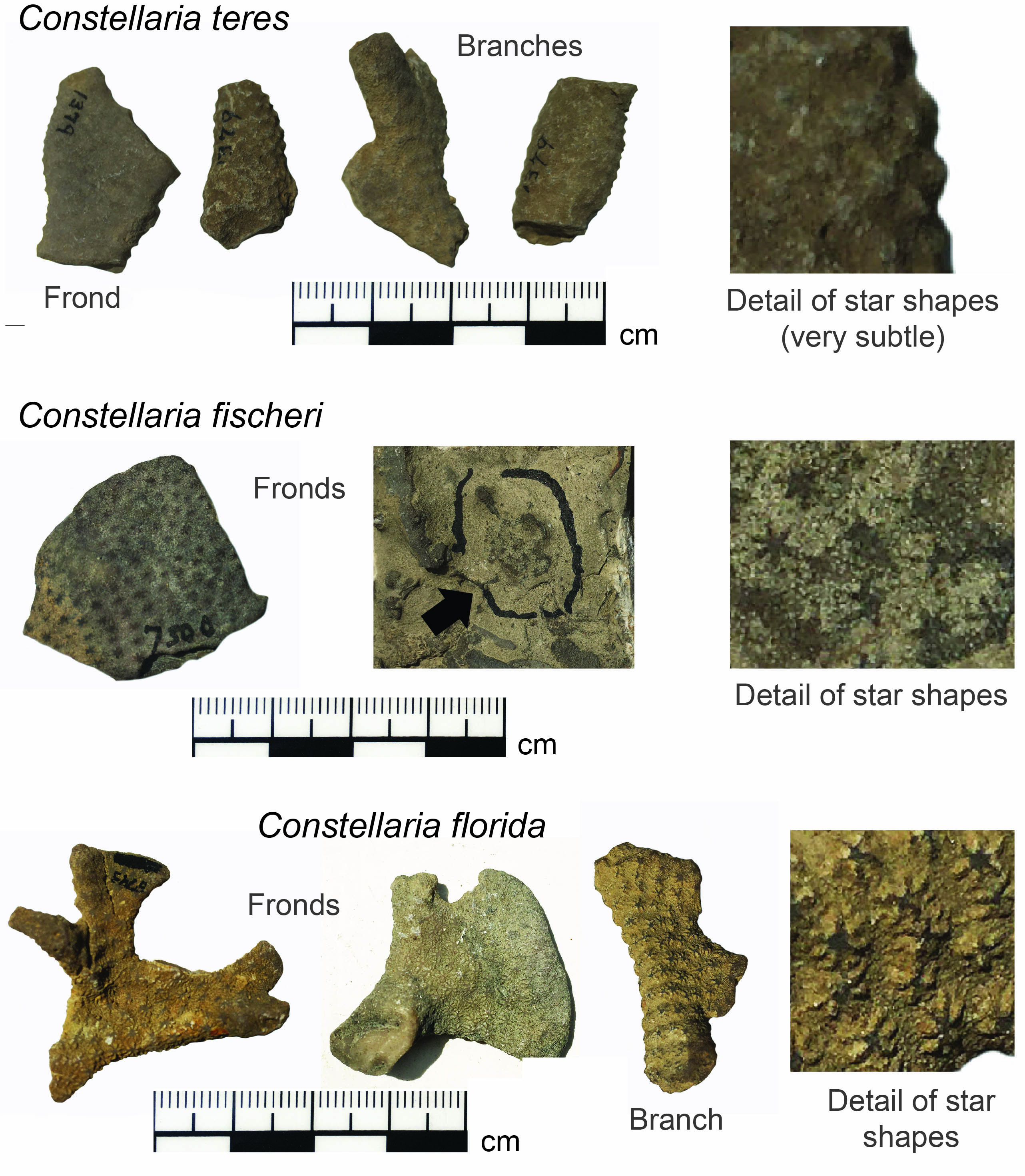 Branching Bryozoan Fossil