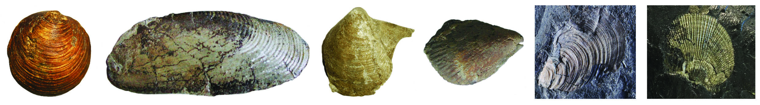 Bivalves (pelecypods, clams, etc.), Fossils, Kentucky Geological Survey ...
