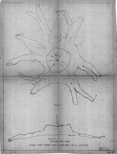 Upright (Standing) Fossil Tree Stumps, Fossils, Kentucky Geological ...