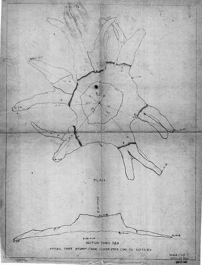 Upright (Standing) Fossil Tree Stumps, Fossils, Kentucky Geological ...