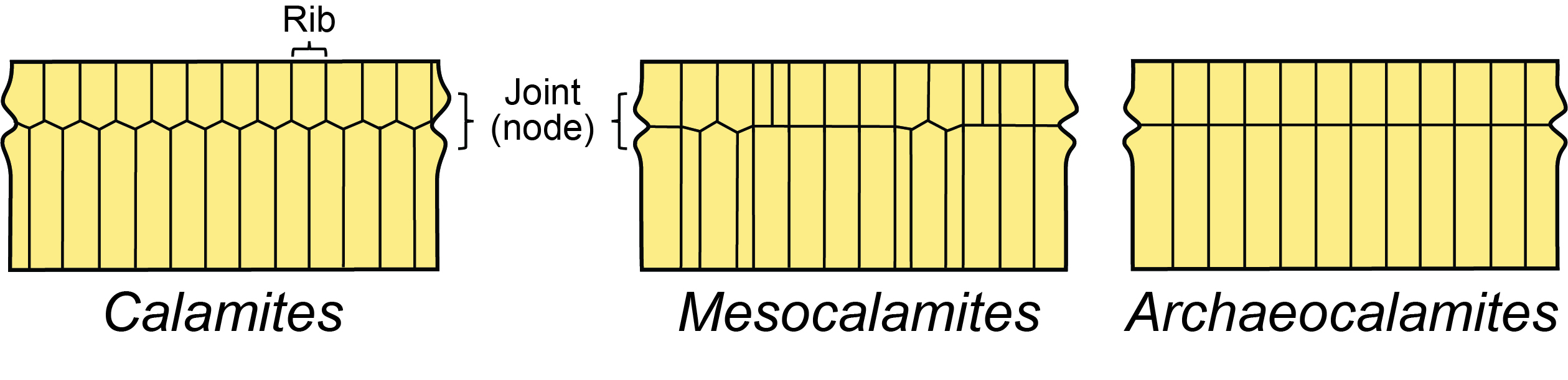 Fossil of the month: Calamites