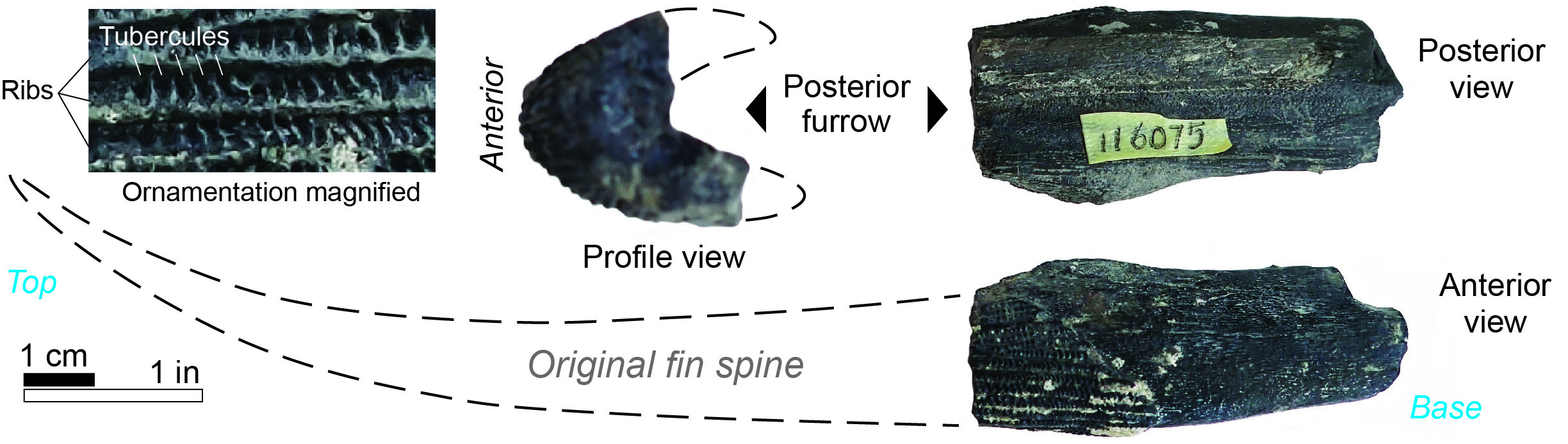 Fossil of the month: Ctenacanthus