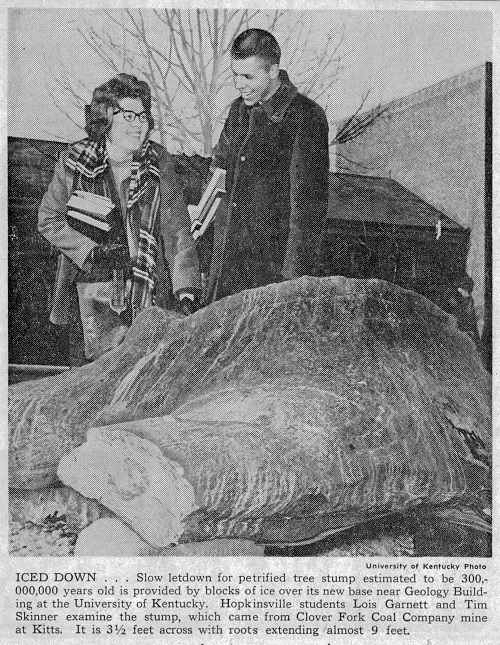 Upright (Standing) Fossil Tree Stumps, Fossils, Kentucky Geological ...