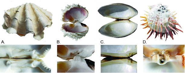 Bivalve preservation (casts and molds), Fossils, Kentucky Geological ...