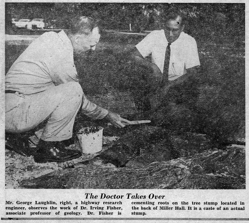 Upright (Standing) Fossil Tree Stumps, Fossils, Kentucky Geological ...