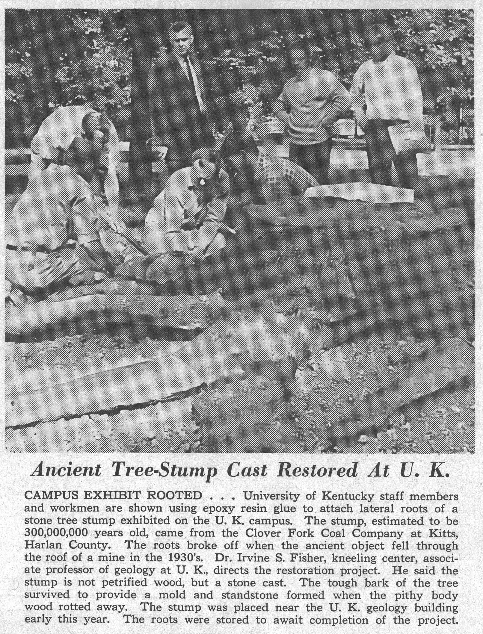 Upright (Standing) Fossil Tree Stumps, Fossils, Kentucky Geological ...