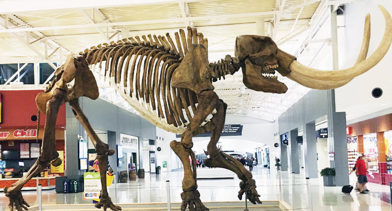 Mastadon Fossil