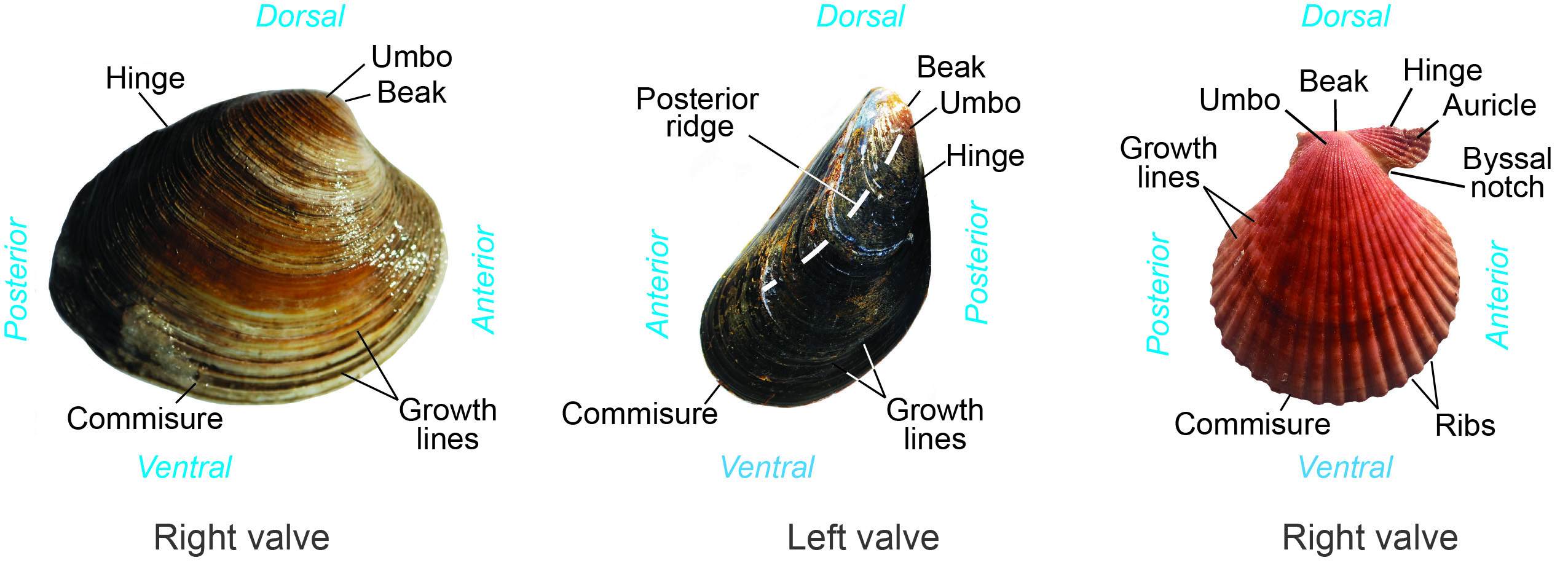 Bivalves parts, Fossils, Kentucky Geological Survey, University of Kentucky