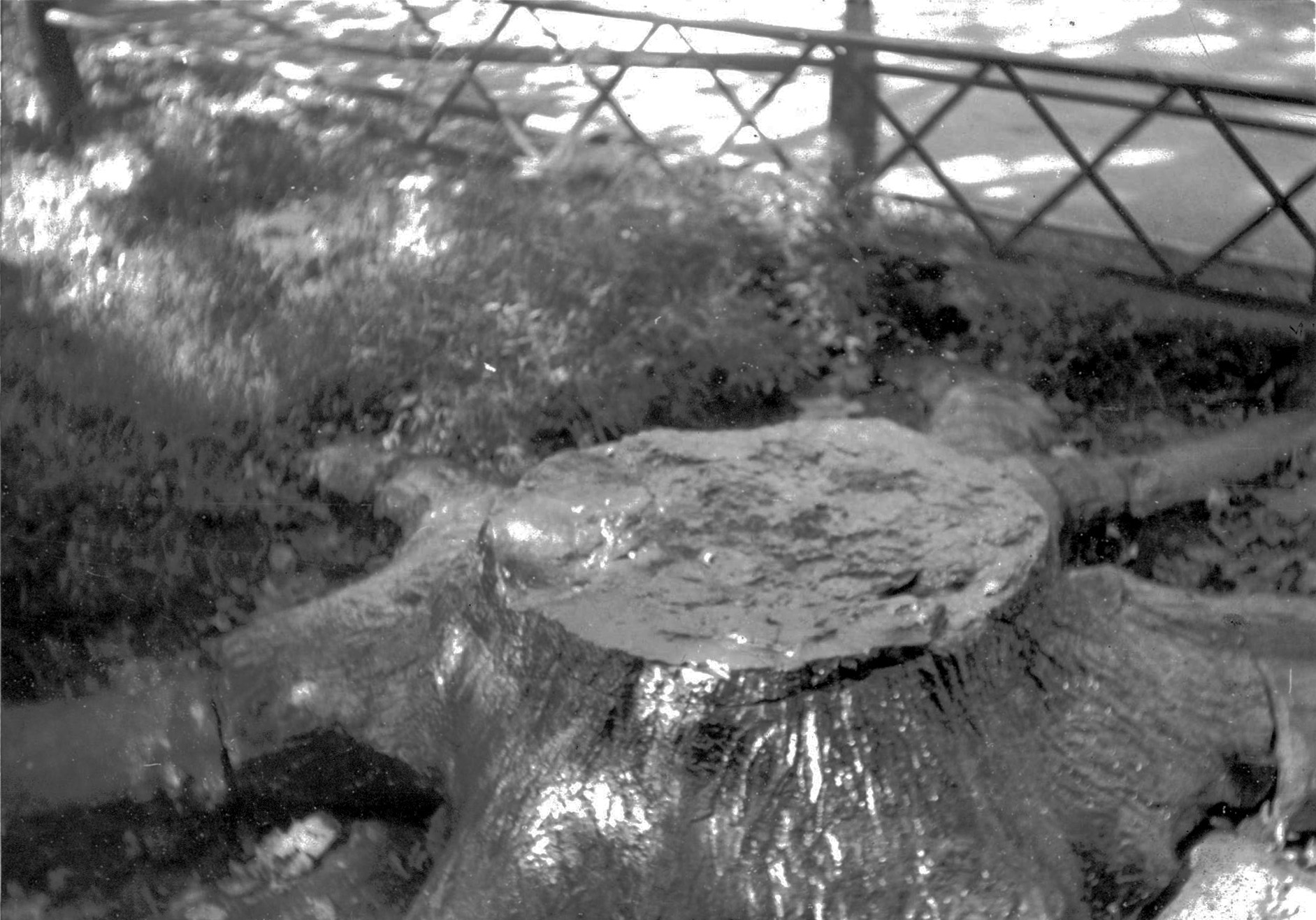 Upright (Standing) Fossil Tree Stumps, Fossils, Kentucky Geological ...