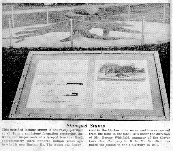 Upright (Standing) Fossil Tree Stumps, Fossils, Kentucky Geological ...