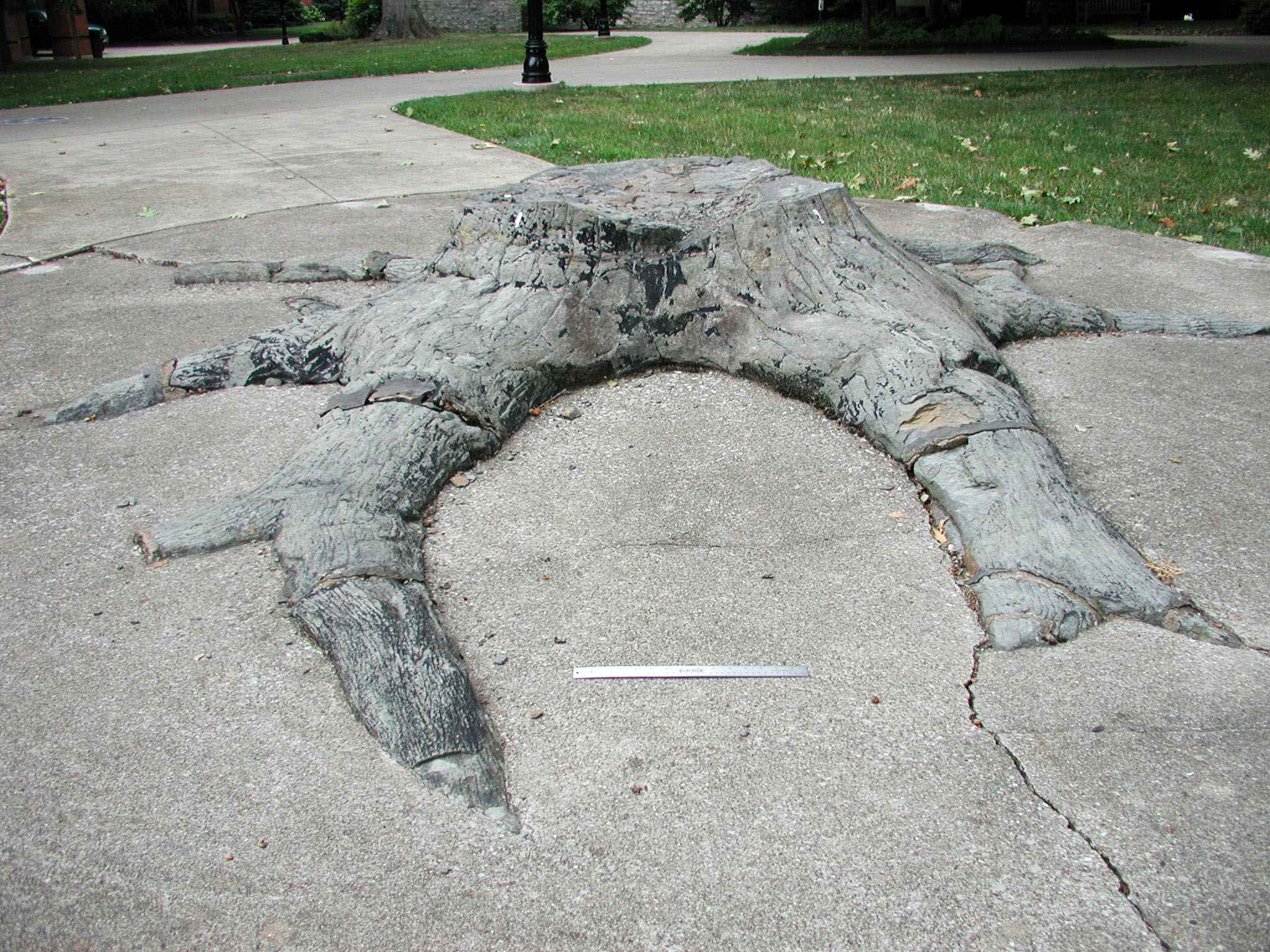 Upright (Standing) Fossil Tree Stumps, Fossils, Kentucky Geological ...