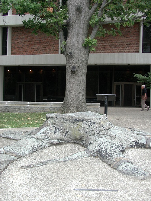 Upright (Standing) Fossil Tree Stumps, Fossils, Kentucky Geological ...