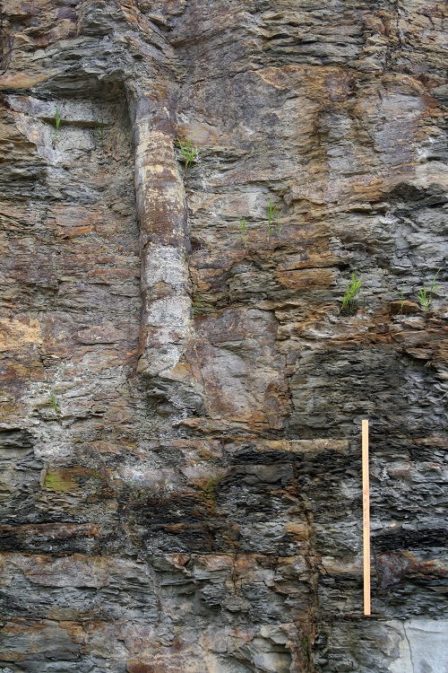Upright (Standing) Fossil Tree Stumps, Fossils, Kentucky Geological ...