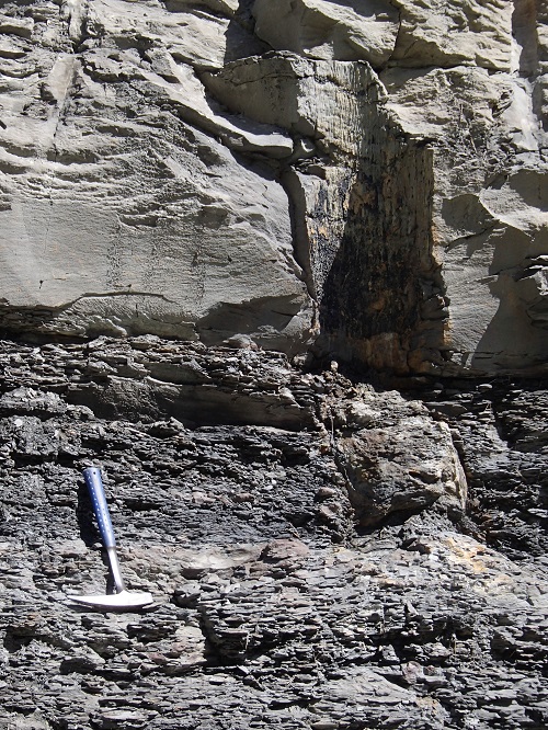 Upright (Standing) Fossil Tree Stumps, Fossils, Kentucky Geological ...