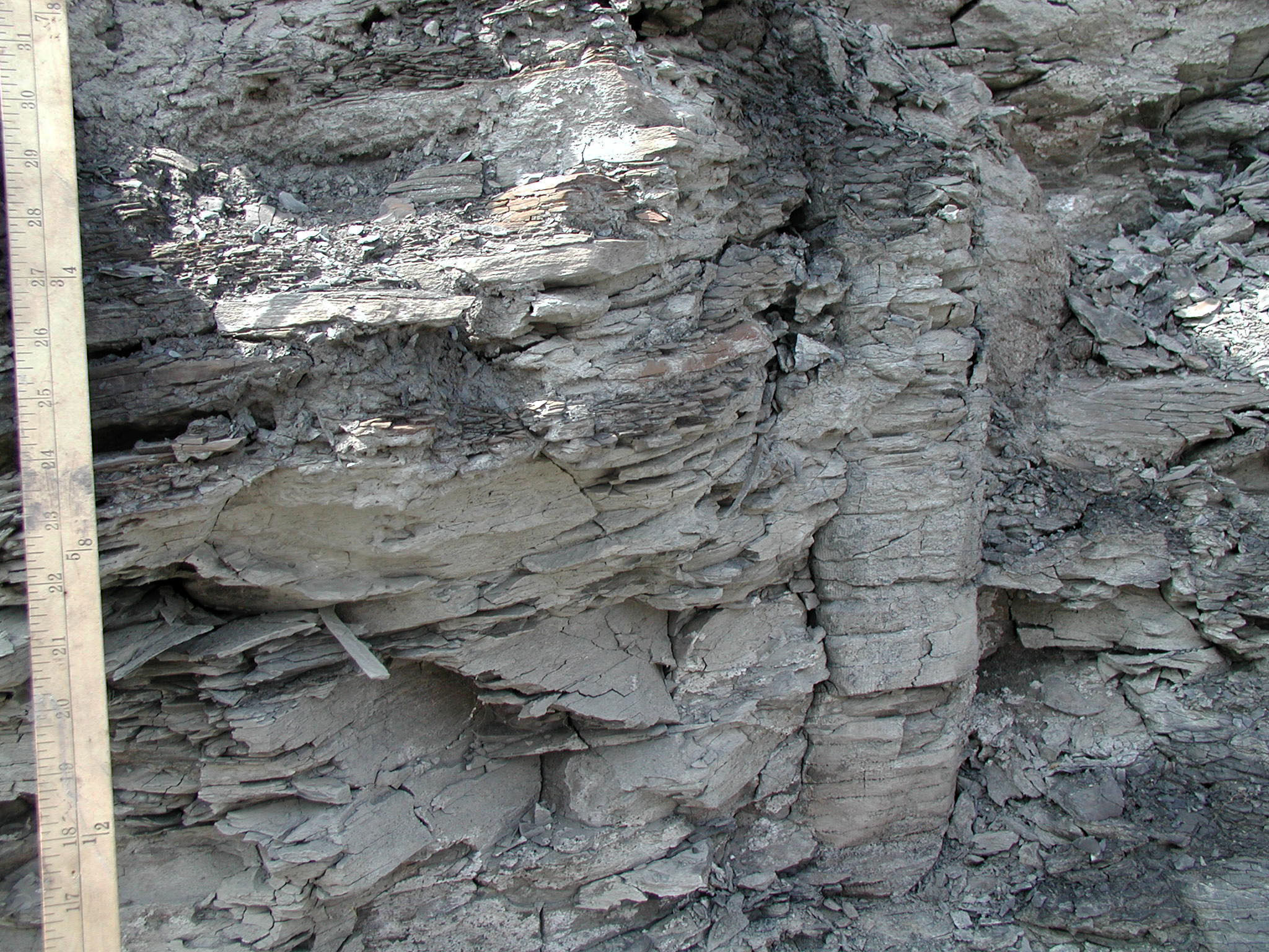 Upright (Standing) Fossil Tree Stumps, Fossils, Kentucky Geological ...