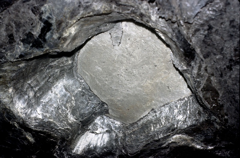Upright (Standing) Fossil Tree Stumps, Fossils, Kentucky Geological ...