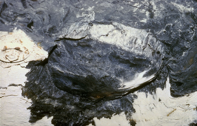 Upright (Standing) Fossil Tree Stumps, Fossils, Kentucky Geological ...