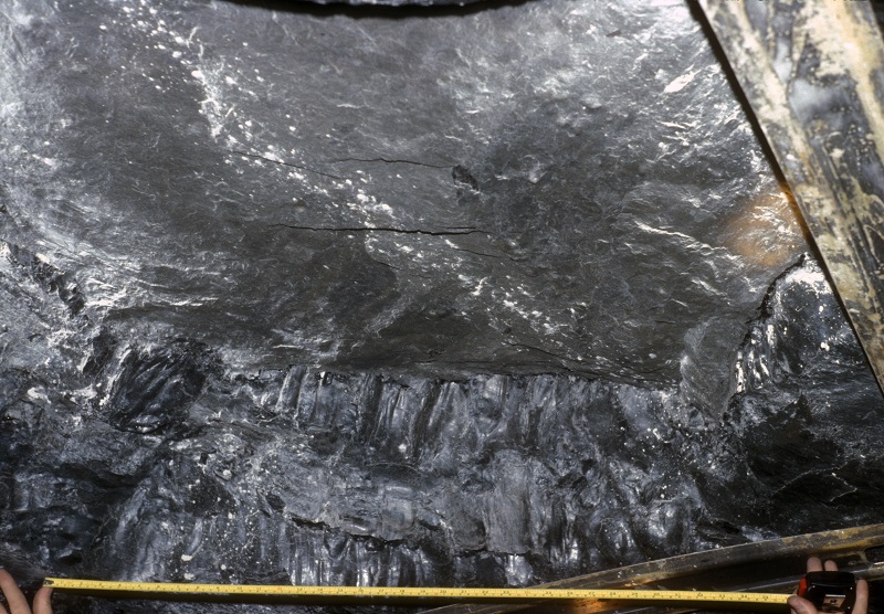 Upright (Standing) Fossil Tree Stumps, Fossils, Kentucky Geological ...
