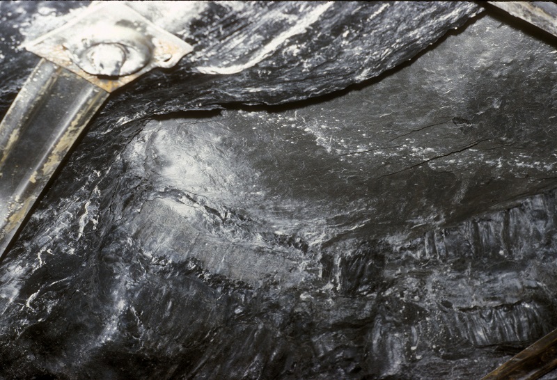 Upright (Standing) Fossil Tree Stumps, Fossils, Kentucky Geological ...