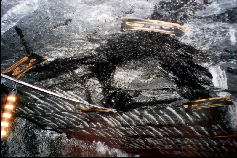 Upright (Standing) Fossil Tree Stumps, Fossils, Kentucky Geological ...