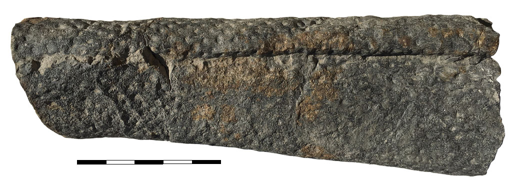 Upright (Standing) Fossil Tree Stumps, Fossils, Kentucky Geological ...