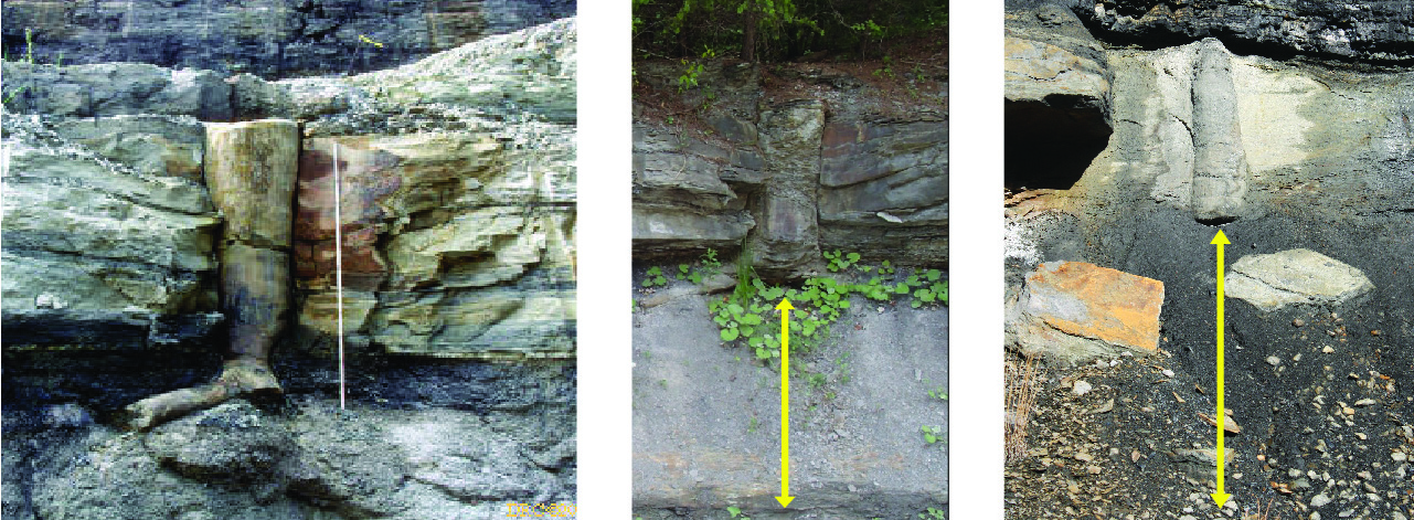 Upright (Standing) Fossil Tree Stumps, Fossils, Kentucky Geological ...