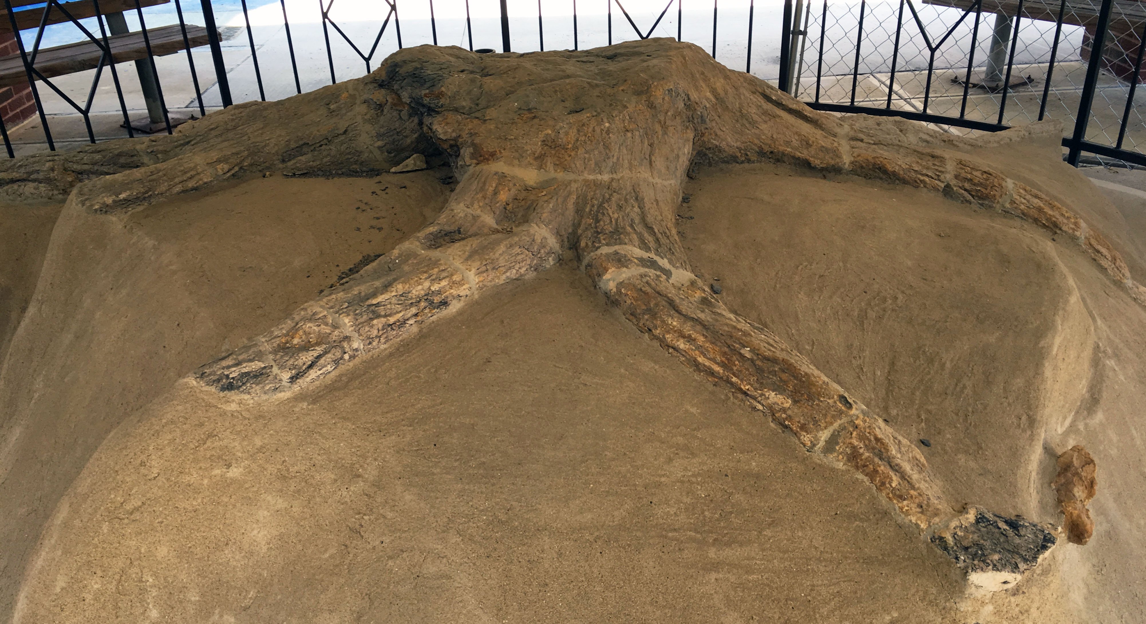 Upright (Standing) Fossil Tree Stumps, Fossils, Kentucky Geological ...