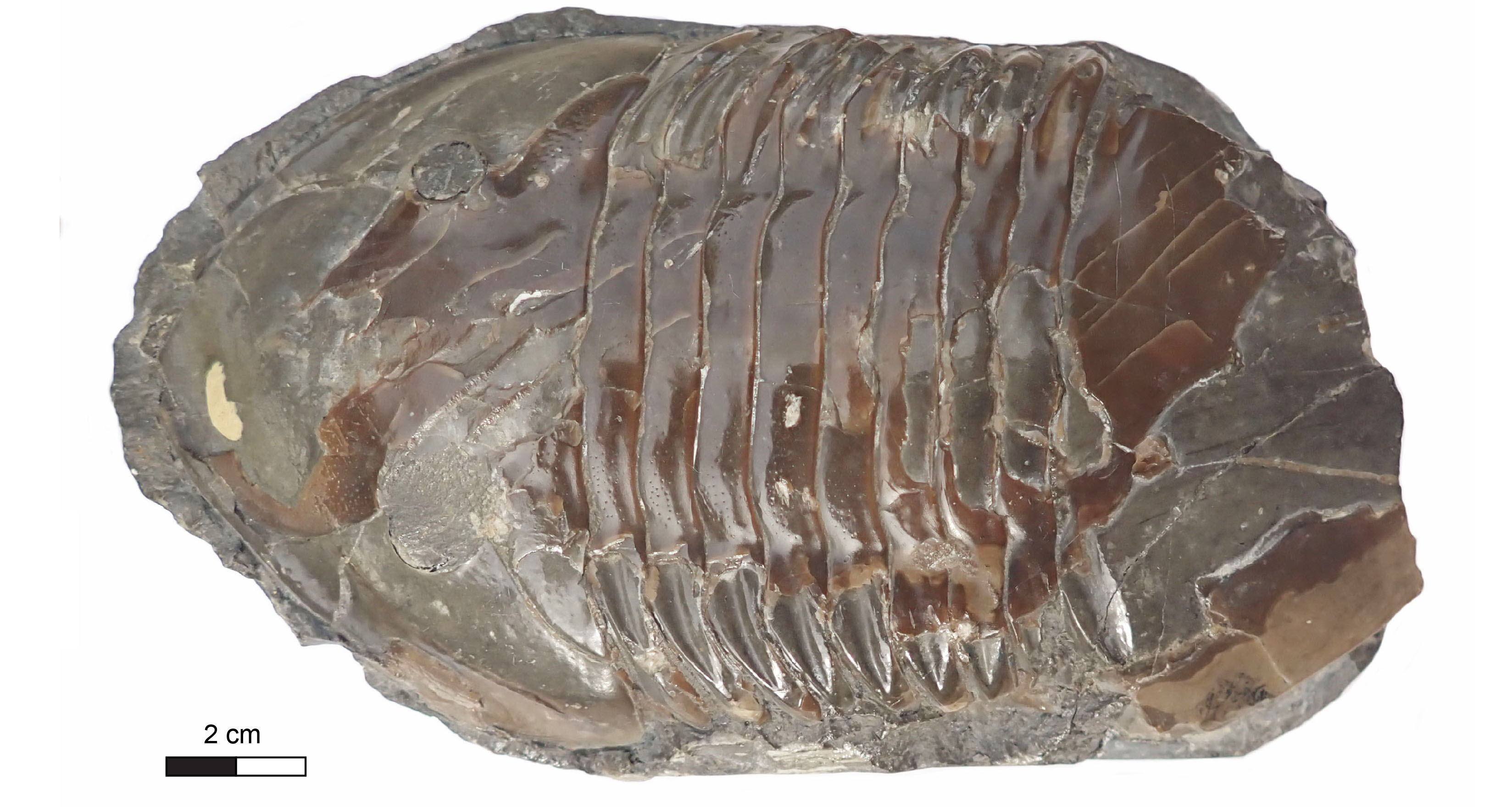 Fossil of the month: Isotelus