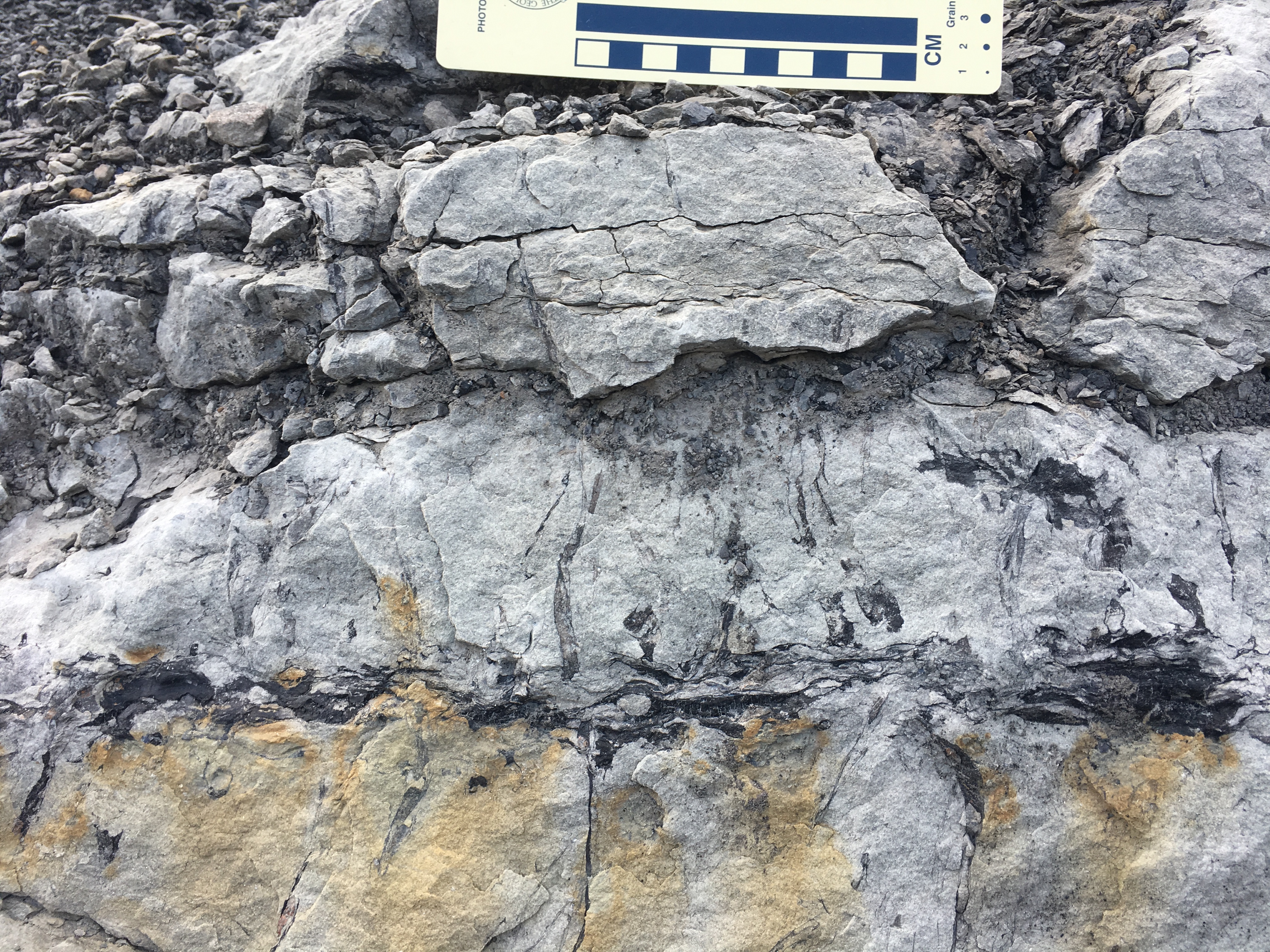 Fossil of the month: Stigmaria