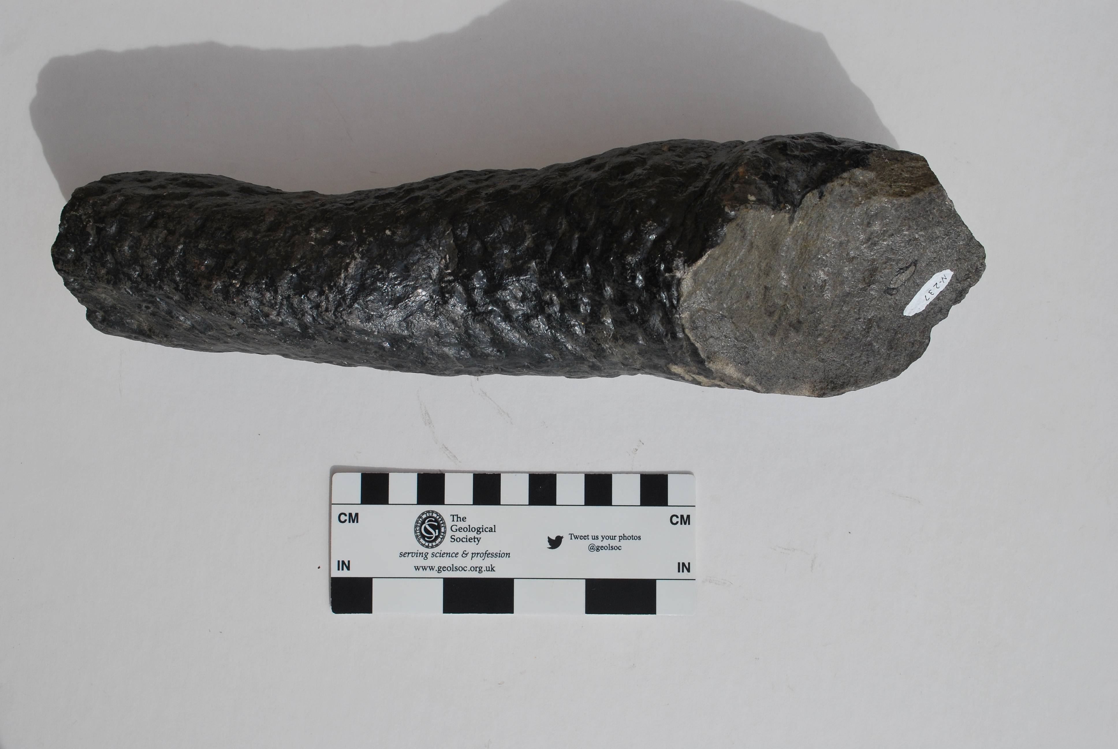 Fossil of the month: Stigmaria