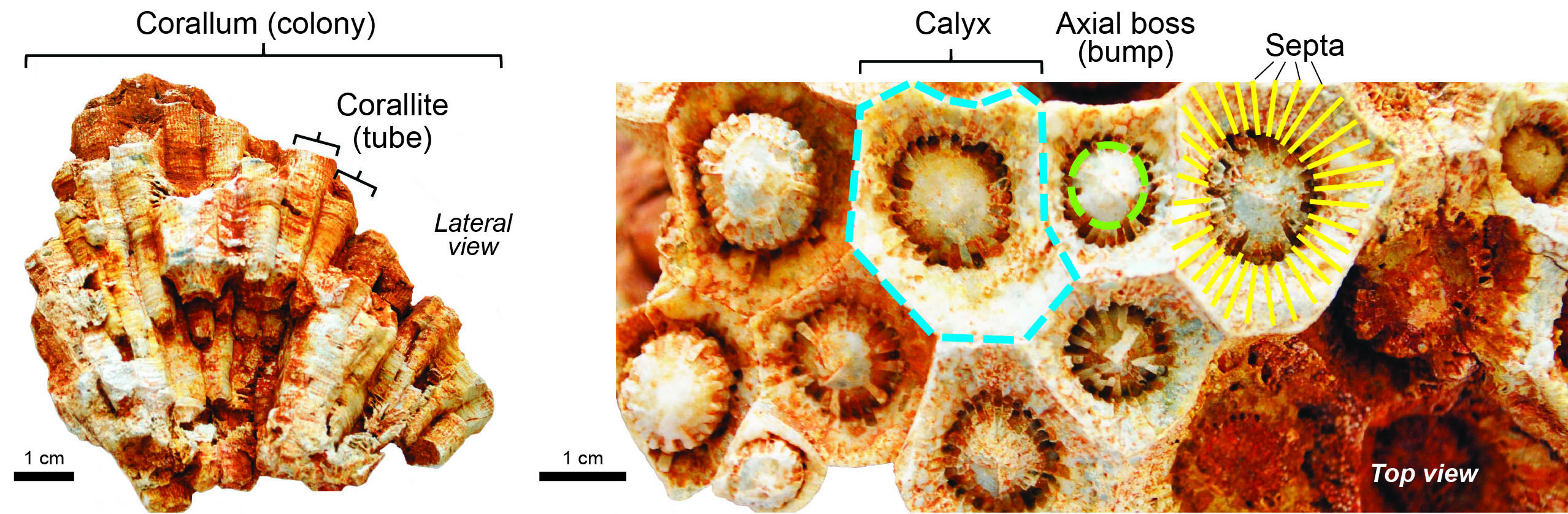 Fossil of the month: Acrocyathus