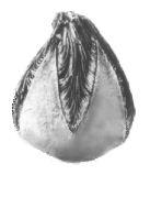 Blastoidea (extinct), Fossils, Kentucky Geological Survey, University ...