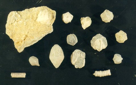 Blastoidea (extinct), Fossils, Kentucky Geological Survey, University ...