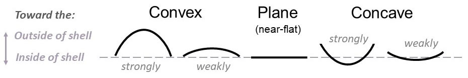 Brachiopod Shapes, Fossils, Kentucky Geological Survey, University of ...