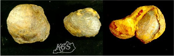 Brachiopods, Fossils, Kentucky Geological Survey, University of Kentucky
