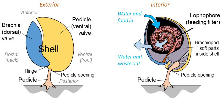 Brachiopods, Fossils, Kentucky Geological Survey, University of Kentucky