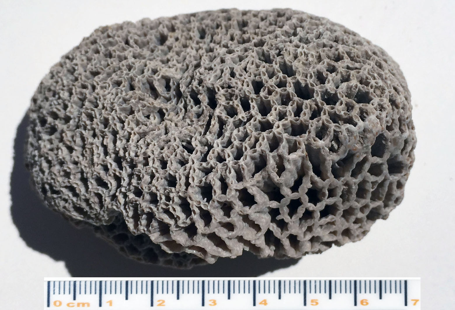 Images of Silurian chain-coral fossils, Kentucky Geological Survey ...
