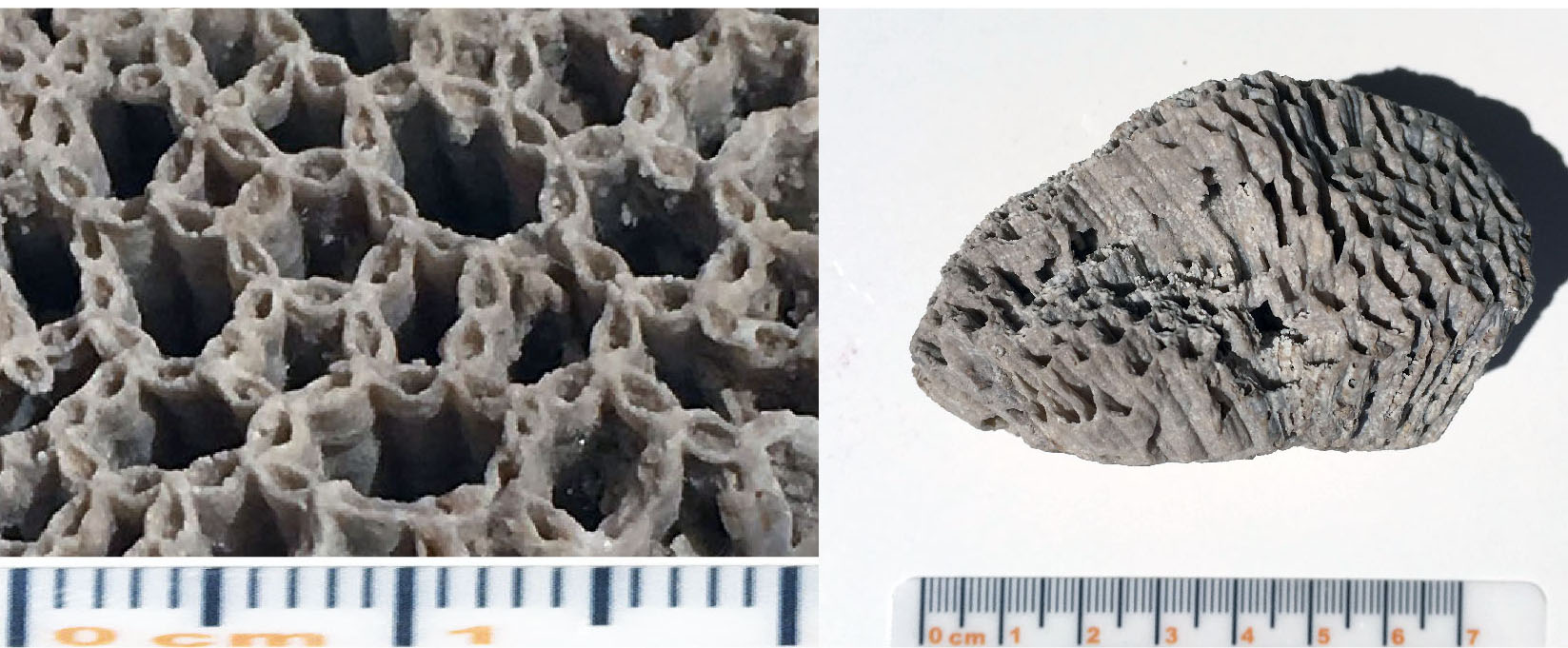 Images of Silurian chain-coral fossils, Kentucky Geological Survey ...