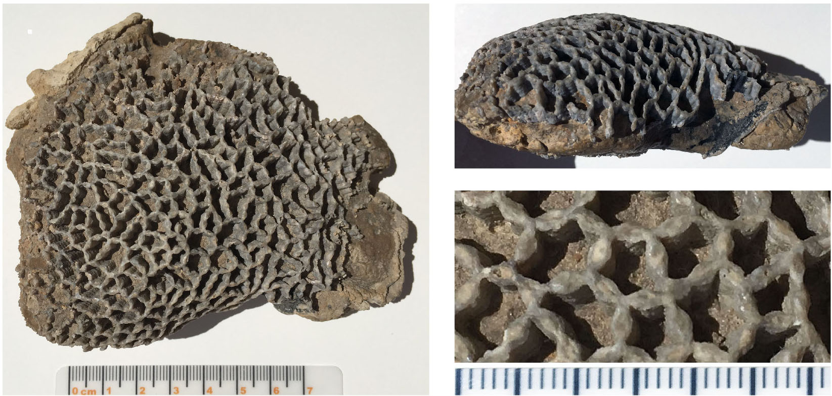 Images of Silurian chain-coral fossils, Kentucky Geological Survey ...