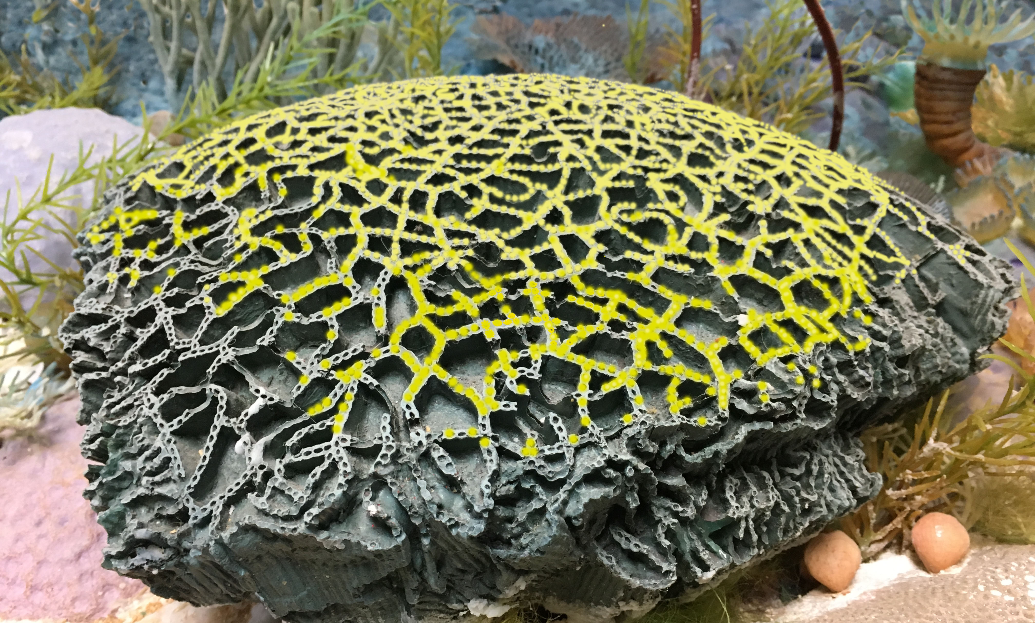 Tabulate corals, Chain and organ-pipe shapes , Fossils, Kentucky ...