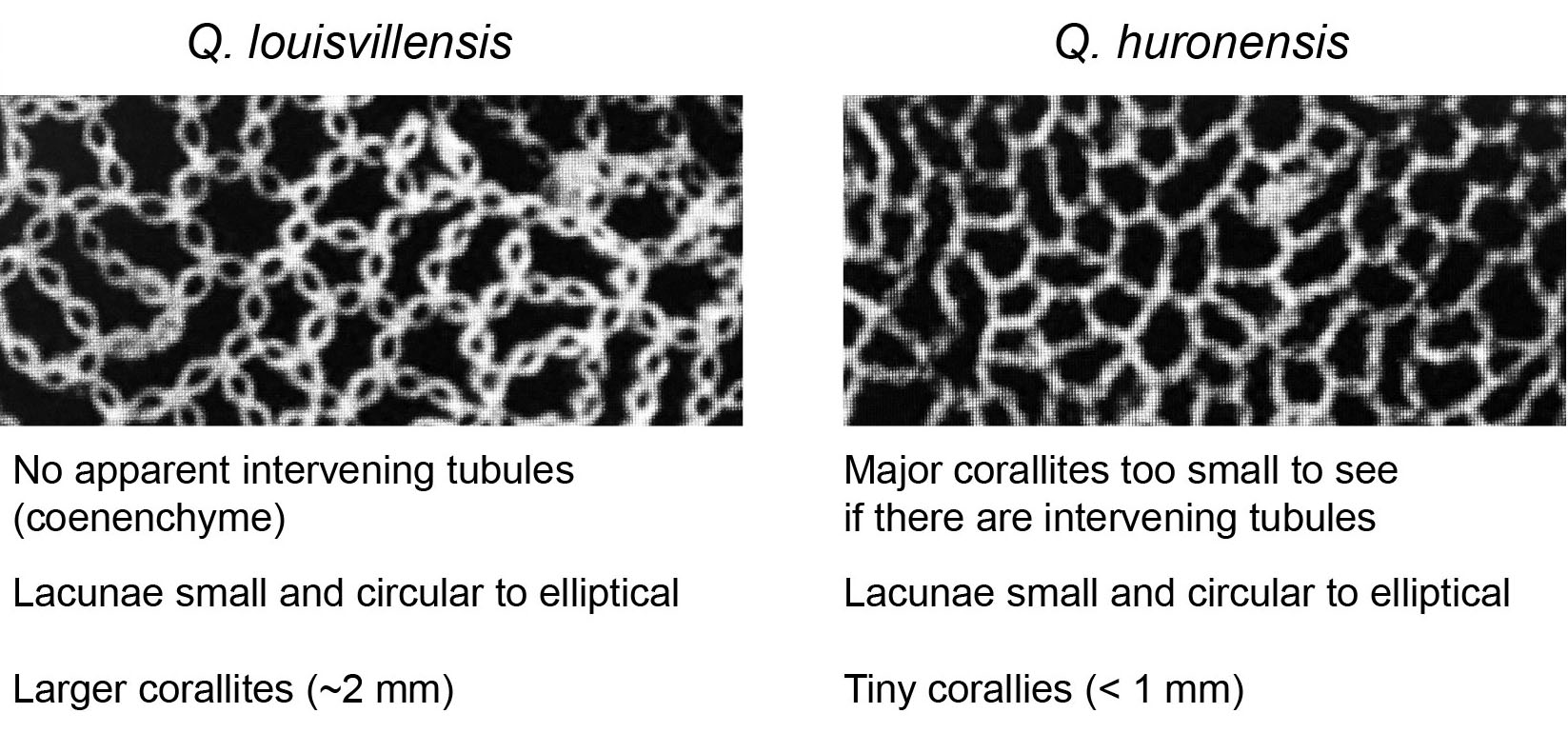 Tabulate corals, Chain and organ-pipe shapes , Fossils, Kentucky ...