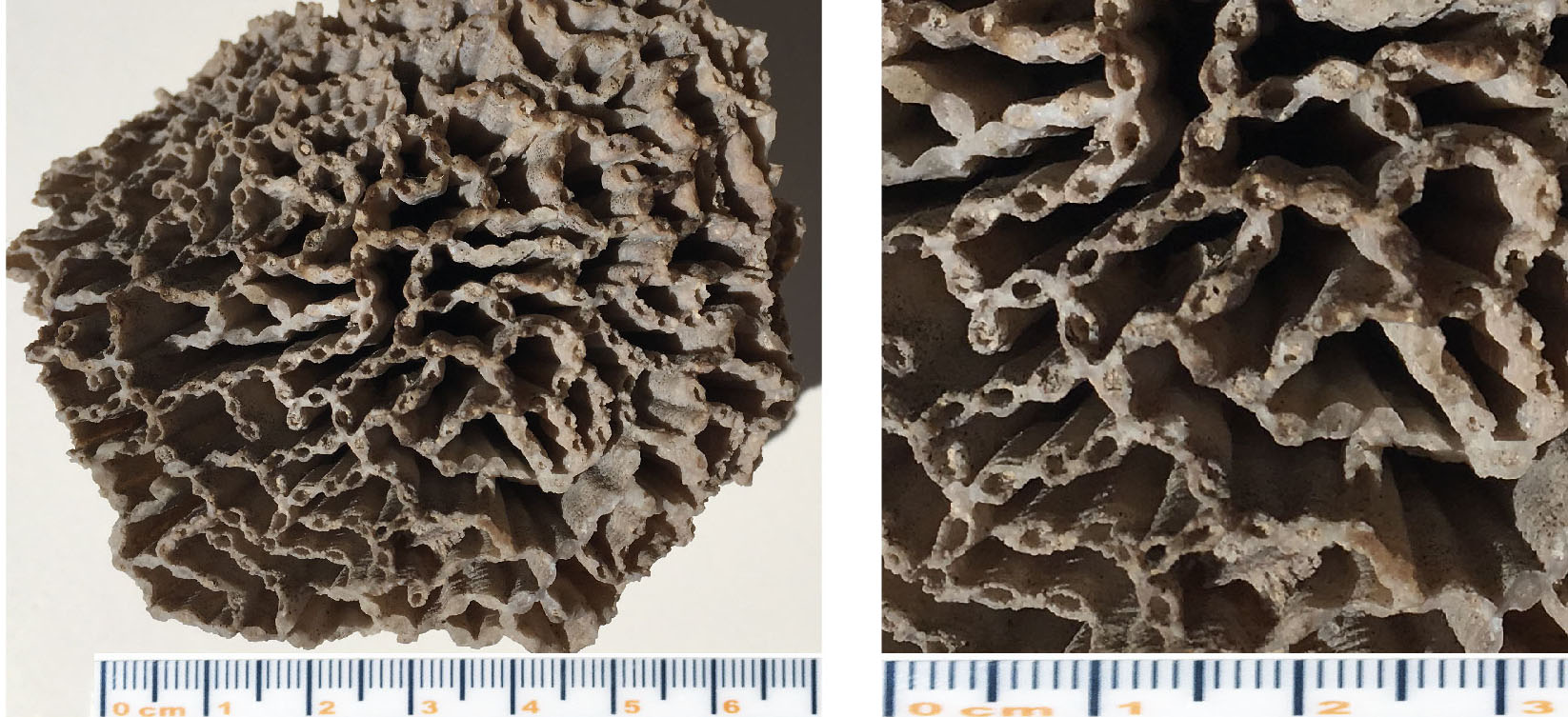 Images of Silurian chain-coral fossils, Kentucky Geological Survey ...