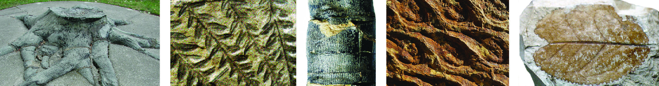 Kinds of fossils found in Kentucky, Fossils, Kentucky Geological Survey ...