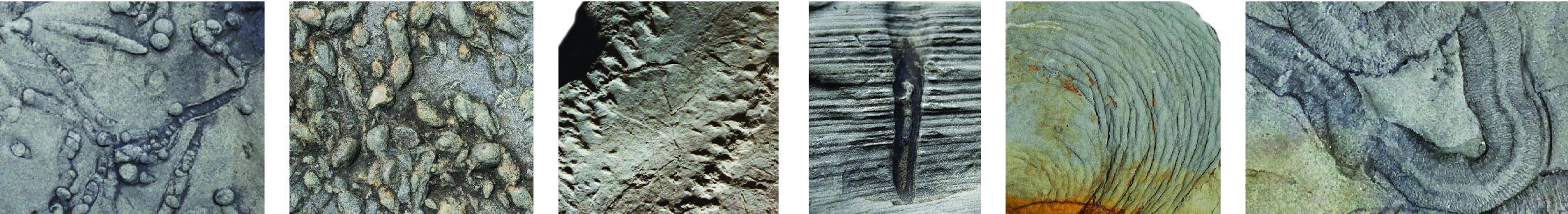 Kinds of fossils found in Kentucky, Fossils, Kentucky Geological Survey ...