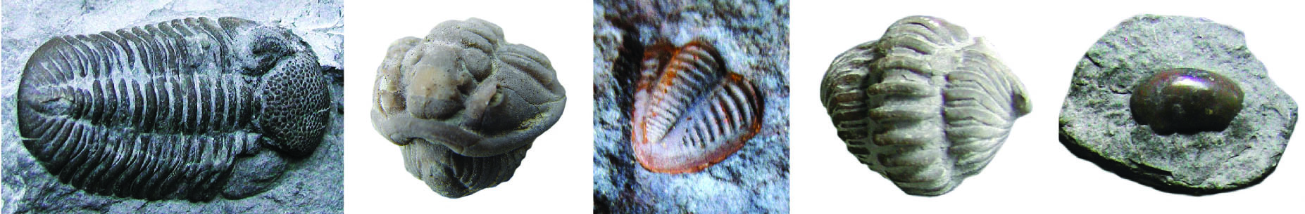 Kinds of fossils found in Kentucky, Fossils, Kentucky Geological Survey ...